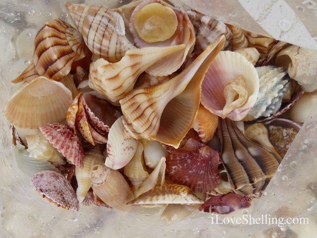 Happy Independence Day, Shell Baby! | I Love Shelling
