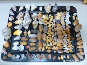 Our Weekend Collecting Seashells In Guantanamo Bay, Cuba | I Love Shelling