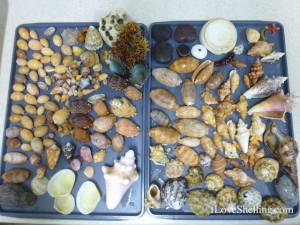 Our Weekend Collecting Seashells In Guantanamo Bay, Cuba | I Love Shelling