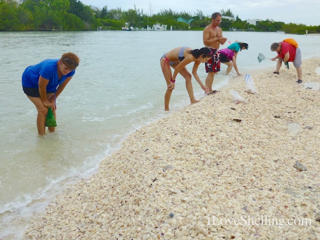 Happy Independence Day, Shell Baby! | I Love Shelling