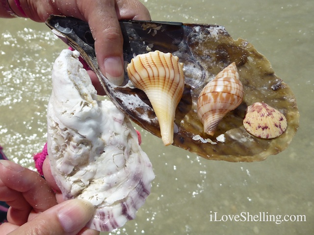 shells found captiva island florida | I Love Shelling