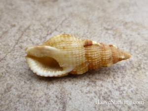 Cuban Caribbean Shell Identification | I Love Shelling