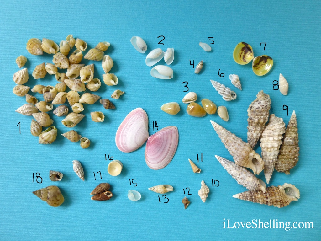 I Spy Seashells And Beach Bling | I Love Shelling