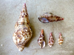 Seashells Collected From Guantanamo Bay Cuba | I Love Shelling