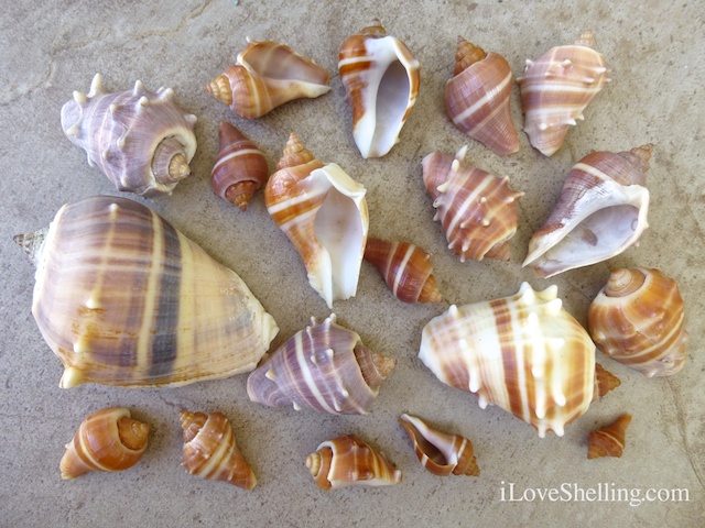 Seashells Collected From Guantanamo Bay Cuba | I Love Shelling
