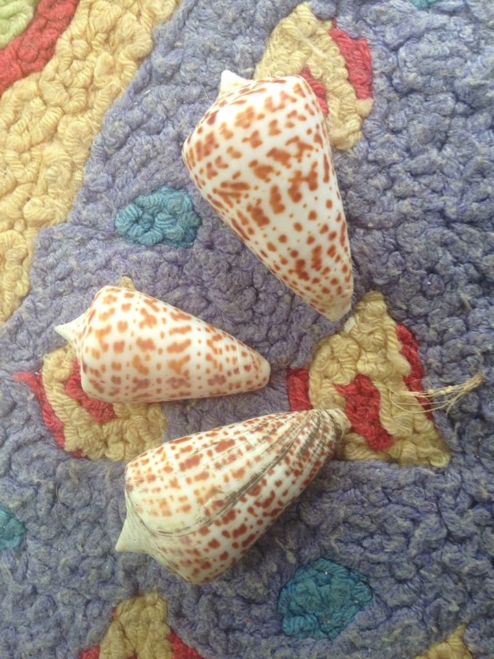 Finding Seashells In Southwest Florida From Fort Myers Beach to Captiva ...