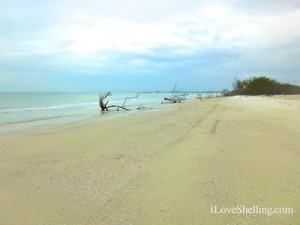 Shelltastic Southwest Florida Vacation GiveAway! | I Love Shelling