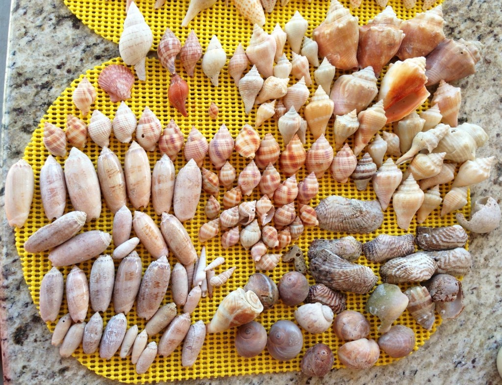 Finding Seashells In Southwest Florida From Fort Myers Beach to Captiva ...