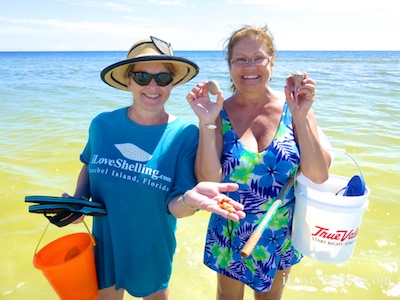 Shellabaloo 3 Shellers Find Seashells And Spectacsheller Camaraderie ...