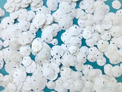 How To Clean Sand Dollars | I Love Shelling