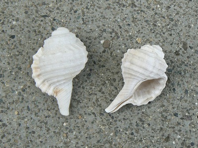 Cuban Caribbean Shell Identification | I Love Shelling