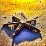 Shelltastic Southwest Florida Vacation GiveAway! | I Love Shelling