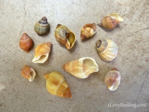 Cuban Caribbean Shell Identification | I Love Shelling