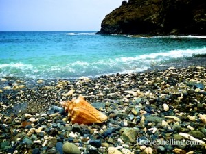 Cuban Caribbean Shell Identification | I Love Shelling
