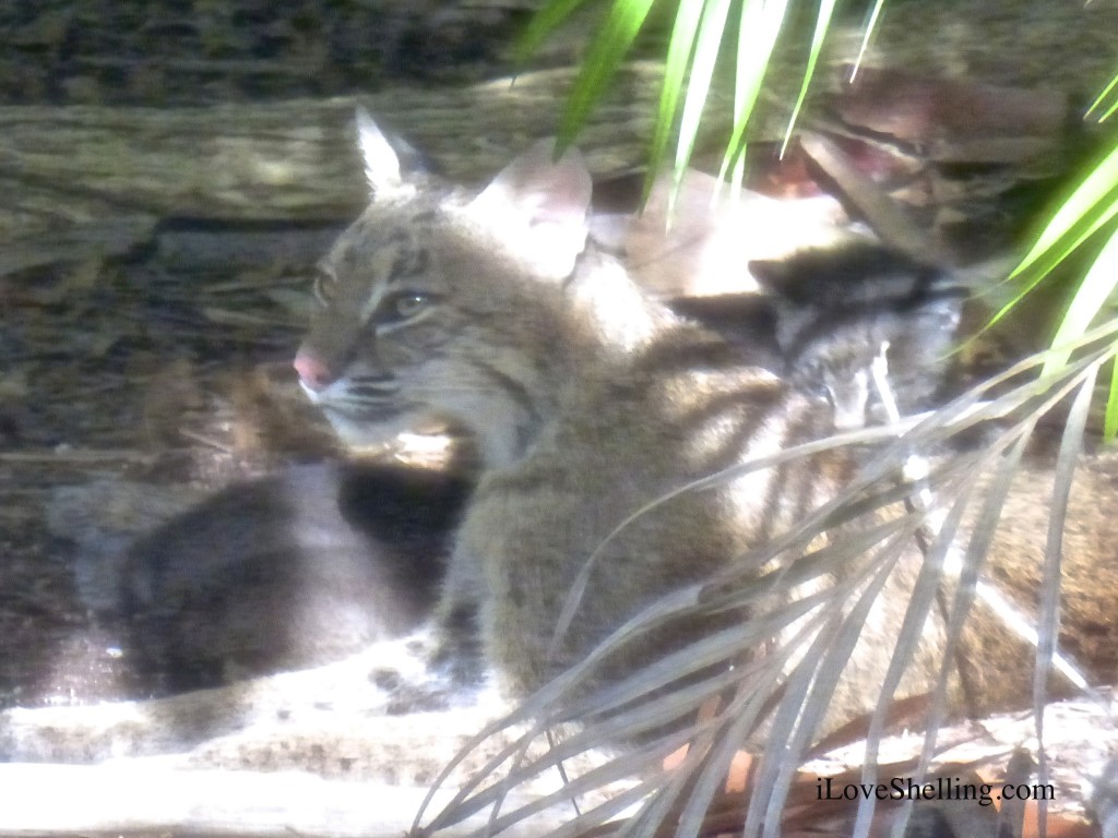 Three Sanibel Bobcat Kittens And their Mamma!!! | I Love Shelling