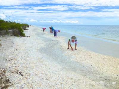 What Is Shellabaloo? | I Love Shelling