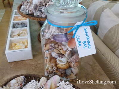 Cuban Caribbean Shell Identification | I Love Shelling