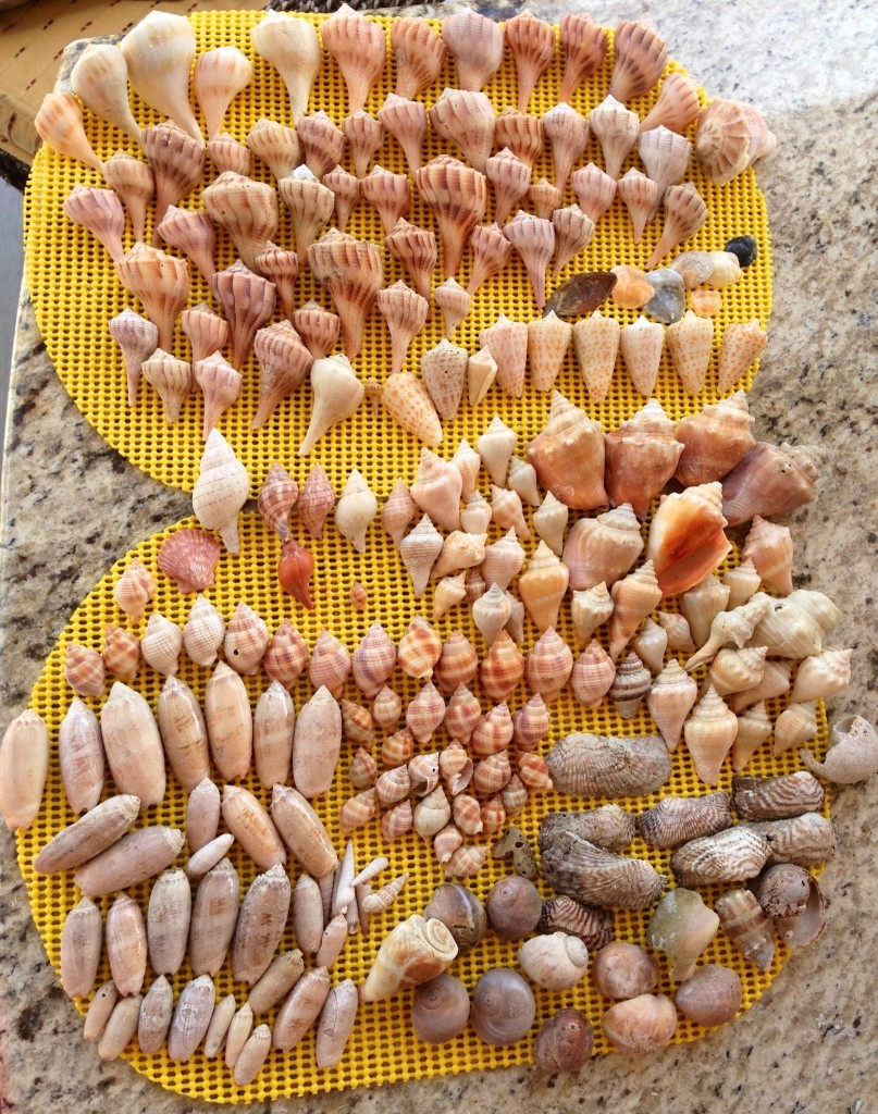 Finding Seashells In Southwest Florida From Fort Myers Beach to Captiva ...