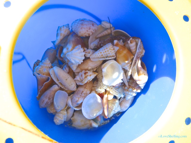 Happiness is… Seashells, Sunshine and Rainbows | I Love Shelling