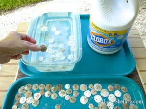 How To Clean Sand Dollars | I Love Shelling