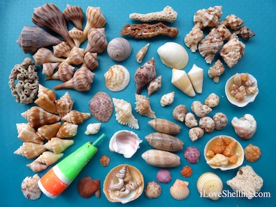 Beach Treasures Along Southwest Florida | I Love Shelling