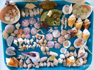 Seashells and Beach Bling at Shellabaloo 3 Shell ‘N Tell | I Love Shelling