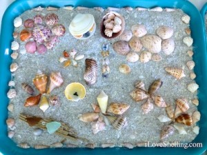Seashells and Beach Bling at Shellabaloo 3 Shell ‘N Tell | I Love Shelling