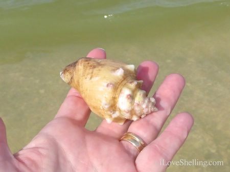 Back On The Beach At Blind Pass | I Love Shelling