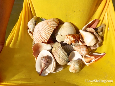 Peace, Beach and Seashells | I Love Shelling