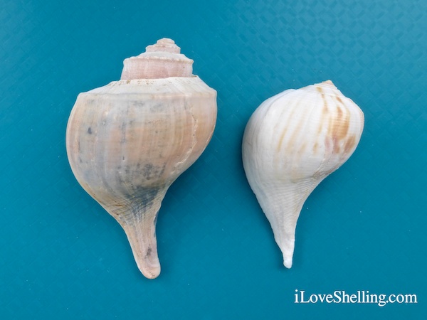 Difference Between Lightning, Pear, Knobbed, Channeled Whelks | I Love ...