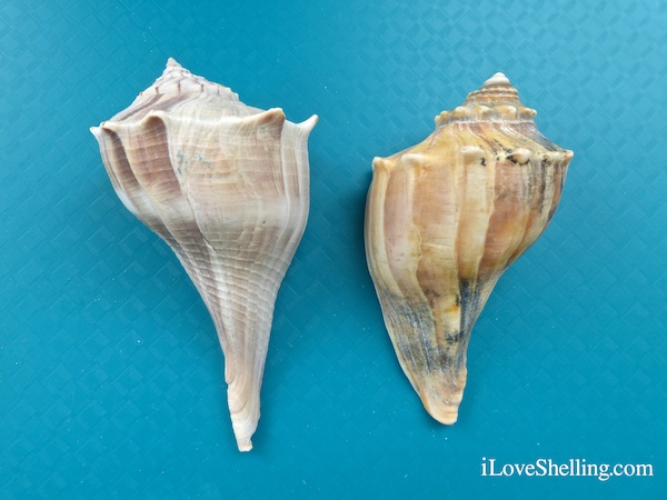 Difference Between Lightning, Pear, Knobbed, Channeled Whelks | I Love ...