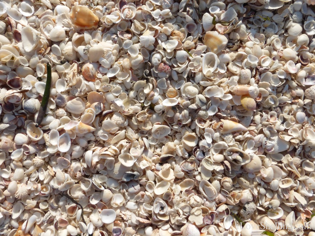 A SpectacSheller Shelling Party | I Love Shelling