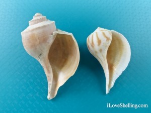 Difference Between Lightning, Pear, Knobbed, Channeled Whelks | I Love ...