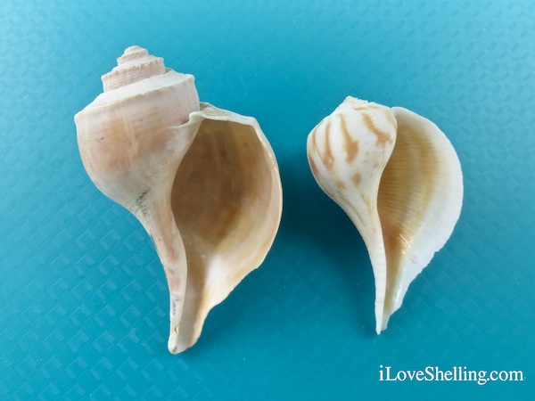 Difference Between Lightning, Pear, Knobbed, Channeled Whelks | I Love ...