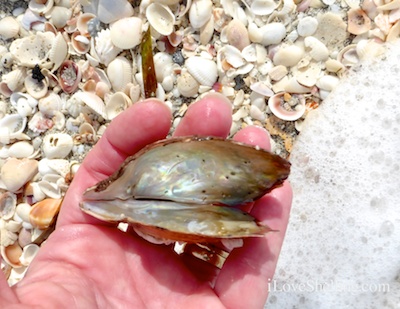 Back On The Beach At Blind Pass | I Love Shelling