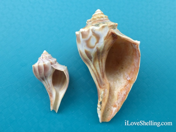 Difference Between Lightning, Pear, Knobbed, Channeled Whelks | I Love ...