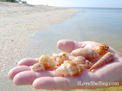 Peace, Beach and Seashells | I Love Shelling