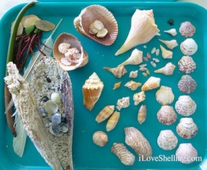 Seashells and Beach Bling at Shellabaloo 3 Shell ‘N Tell | I Love Shelling