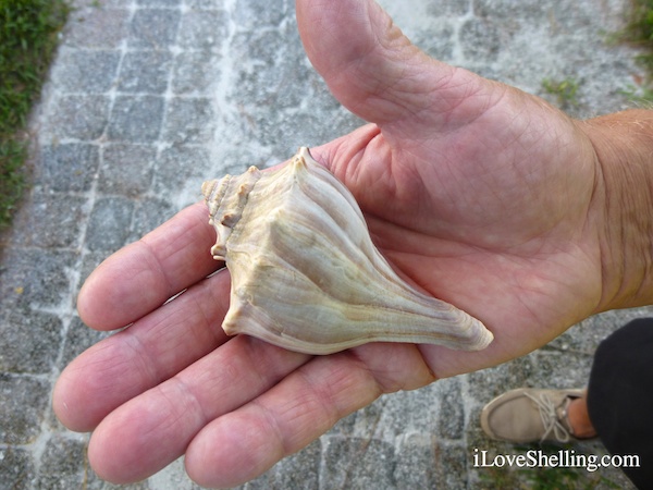Difference Between Lightning, Pear, Knobbed, Channeled Whelks | I Love ...