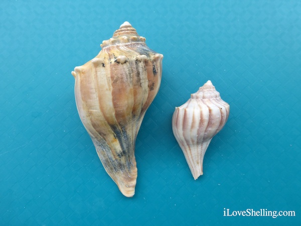 Right Handed Lightning Whelk | i Love Shelling