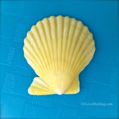 Blue Sky Boating to Beachcomb | I Love Shelling