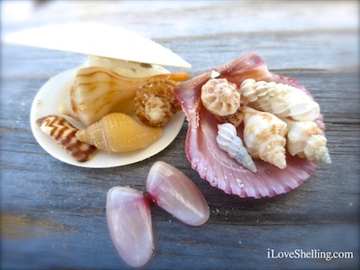 Beach Treasures Along Southwest Florida | I Love Shelling