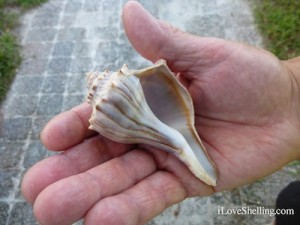 Seashells and Beach Bling at Shellabaloo 3 Shell ‘N Tell | I Love Shelling