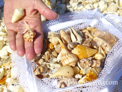 A SpectacSheller Shelling Party | I Love Shelling