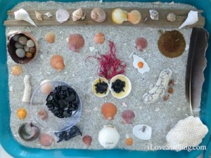 Seashells and Beach Bling at Shellabaloo 3 Shell ‘N Tell | I Love Shelling