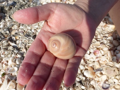 A SpectacSheller Shelling Party | I Love Shelling