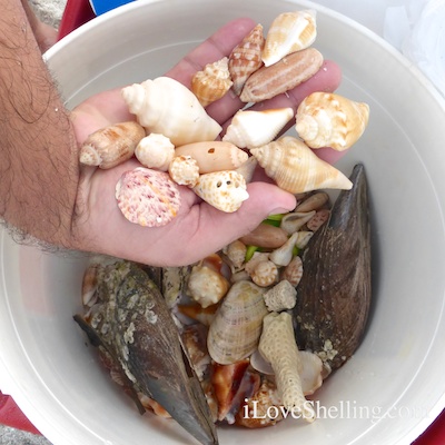 Back On The Beach At Blind Pass | I Love Shelling