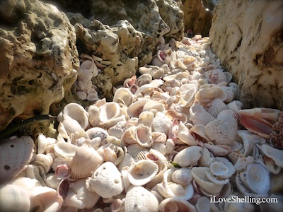 Beach Treasures Along Southwest Florida | I Love Shelling