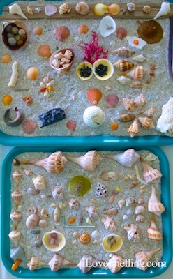 Shellabaloo Shelling Adventure Date! | I Love Shelling