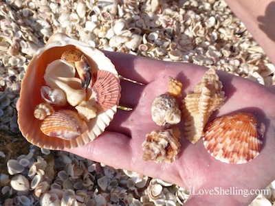 A SpectacSheller Shelling Party | I Love Shelling